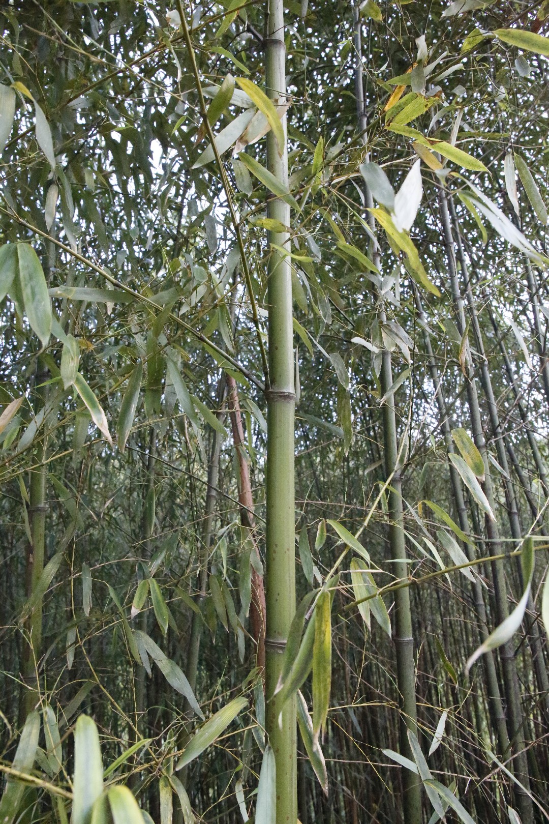Phyllostachys reticulata - PictureThis
