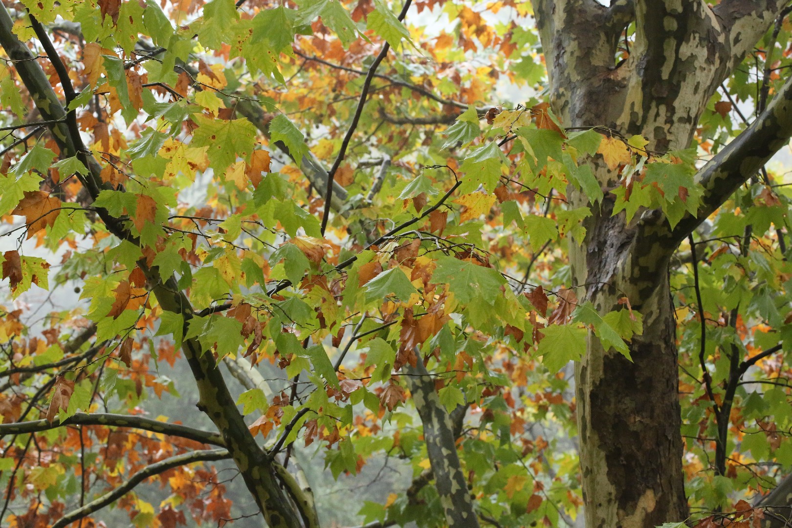 How to Plant and Grow London Plane(Platanus hybrida)