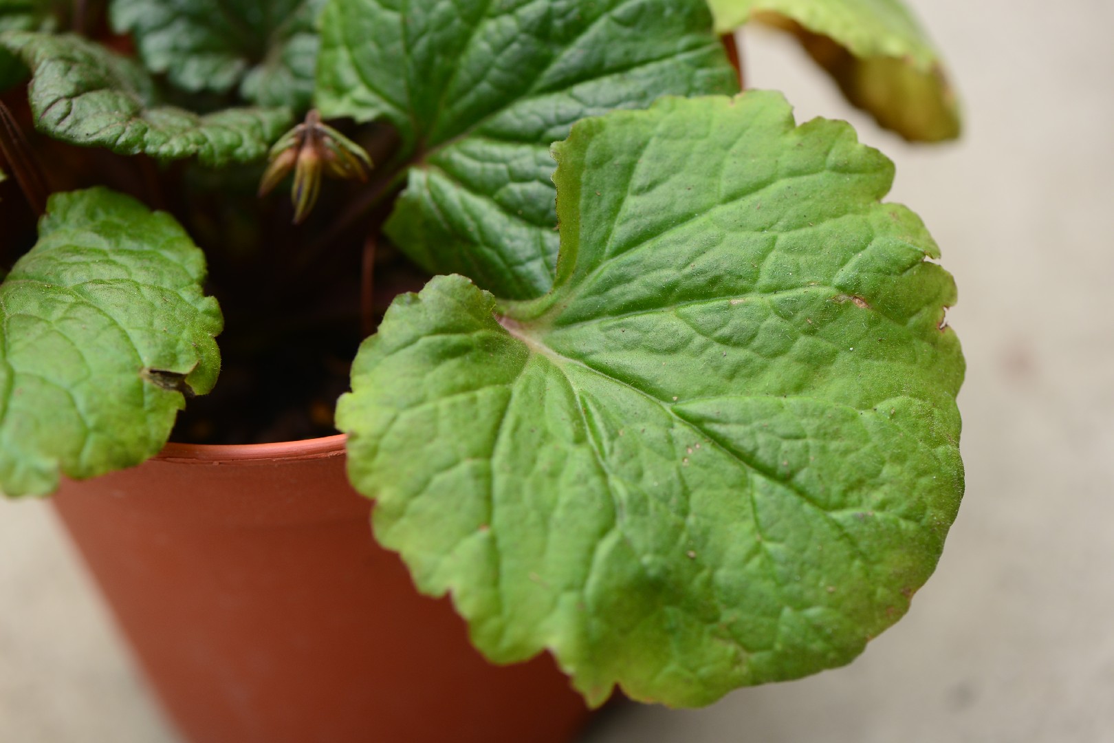 Primulina Care (Watering, Fertilize, Pruning, Propagation) - PictureThis