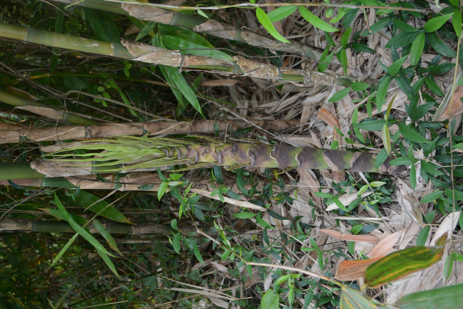 Melocanna arundina - PictureThis