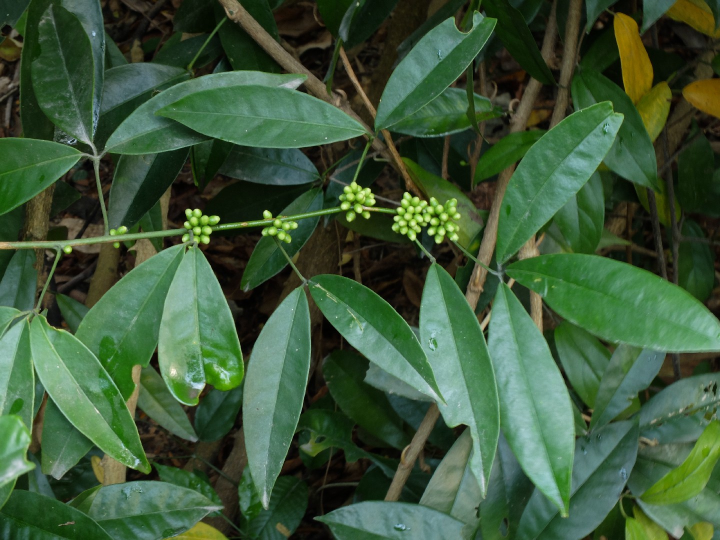 Luvunga scandens - PictureThis
