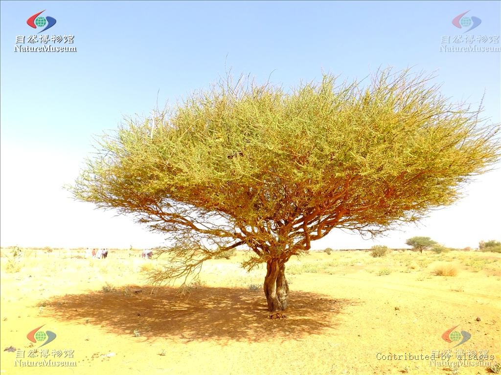 Umbrella thorn acacia (Vachellia tortilis) Flower, Leaf, Care, Uses ...