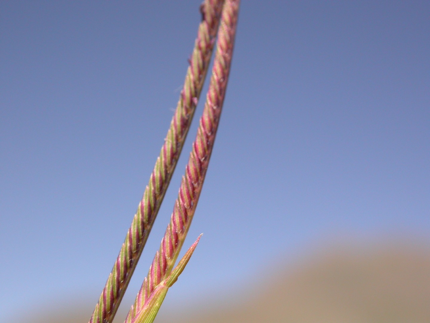 Microchloa indica Flower, Leaf, Care, Uses - PictureThis