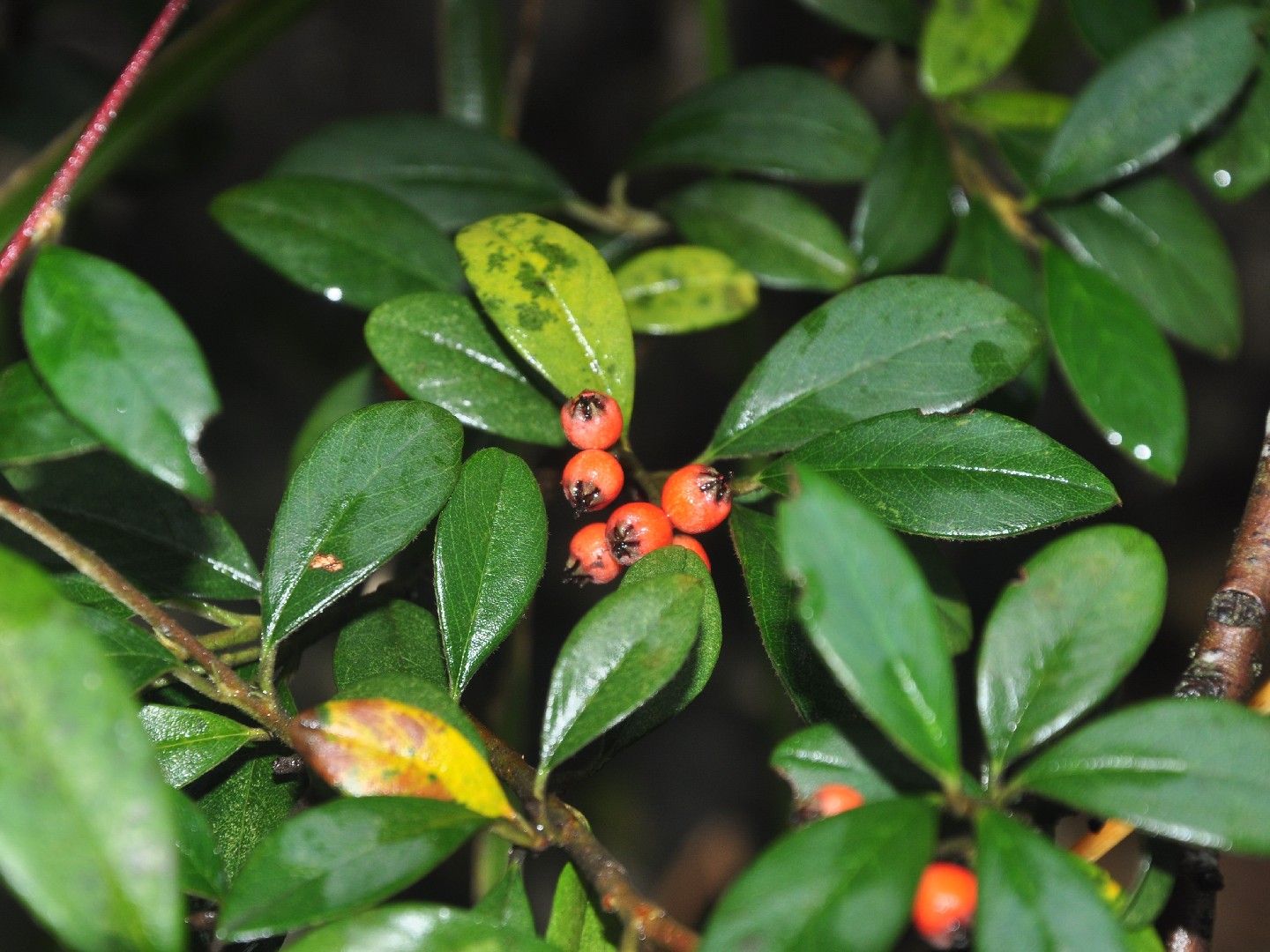 Cotoneaster glaucophyllus - PictureThis