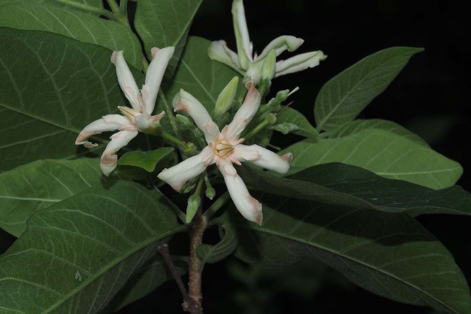 Wrightia pubescens - PictureThis