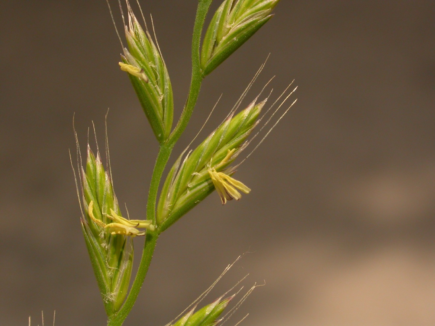 Lolium temulentum - PictureThis