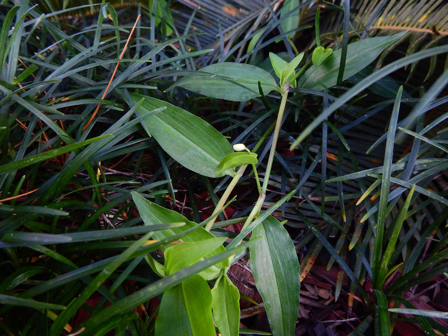 Commelina cyanea - PictureThis