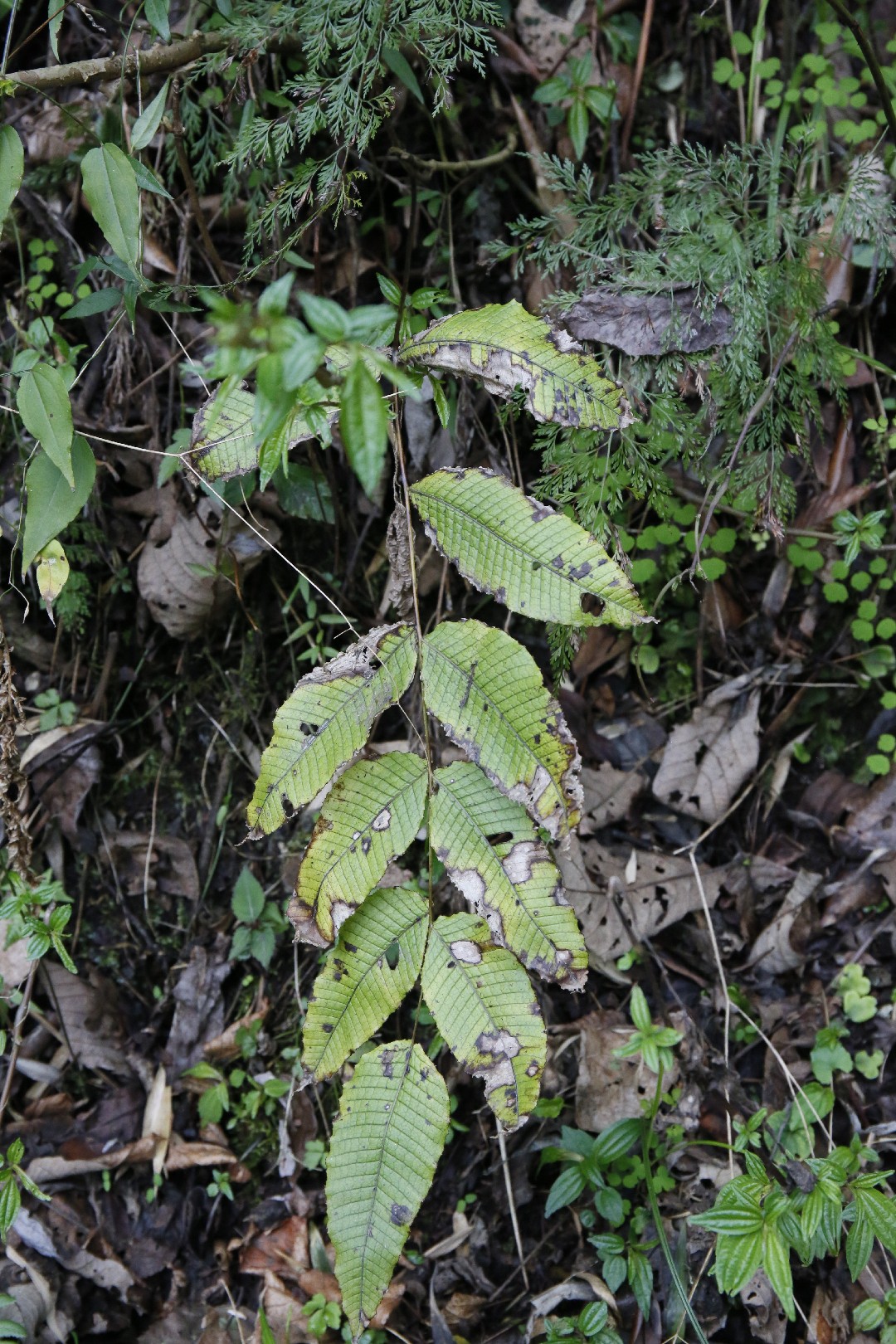 Pronephrium gymnopteridifrons - PictureThis