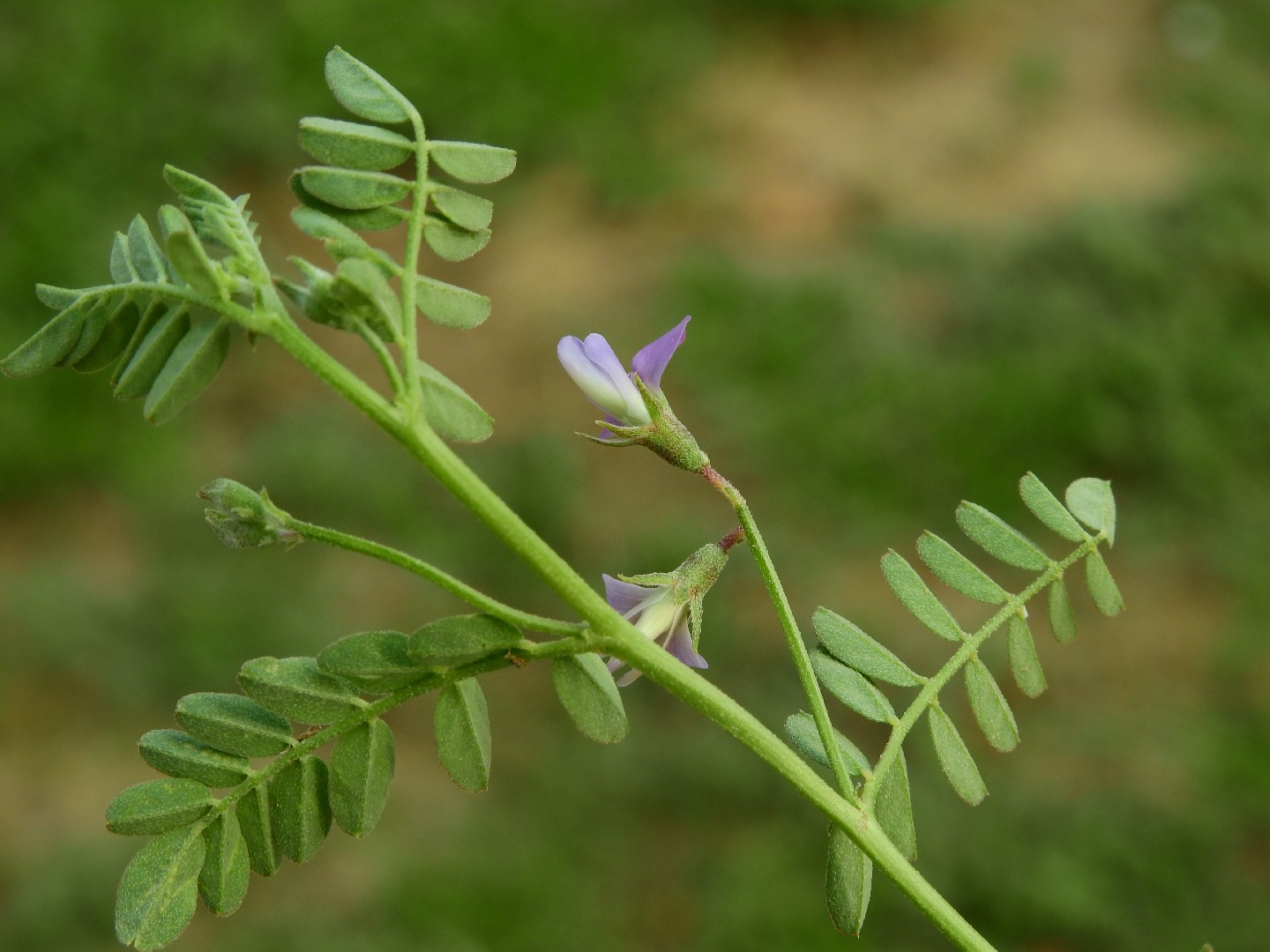 Phyllolobium chinense - PictureThis