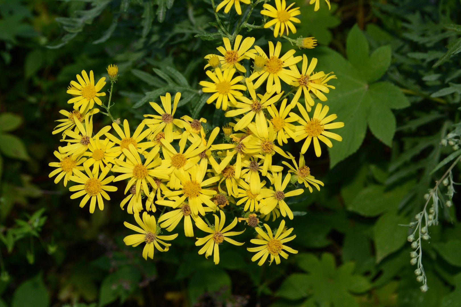 Jacobaea Flower, Leaf, Care, Uses - PictureThis