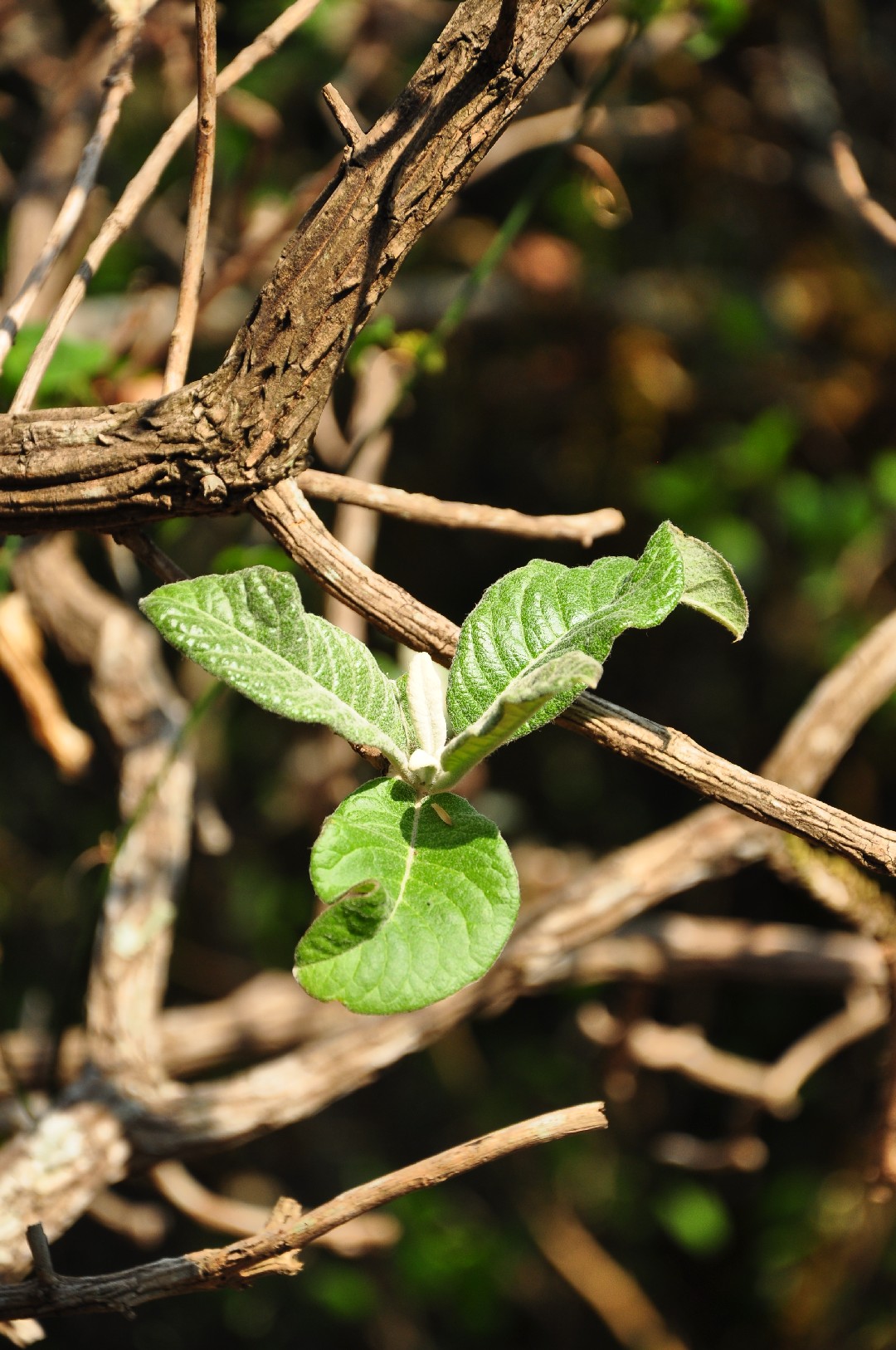 Leucomeris Care (Watering, Fertilize, Pruning, Propagation) - PictureThis