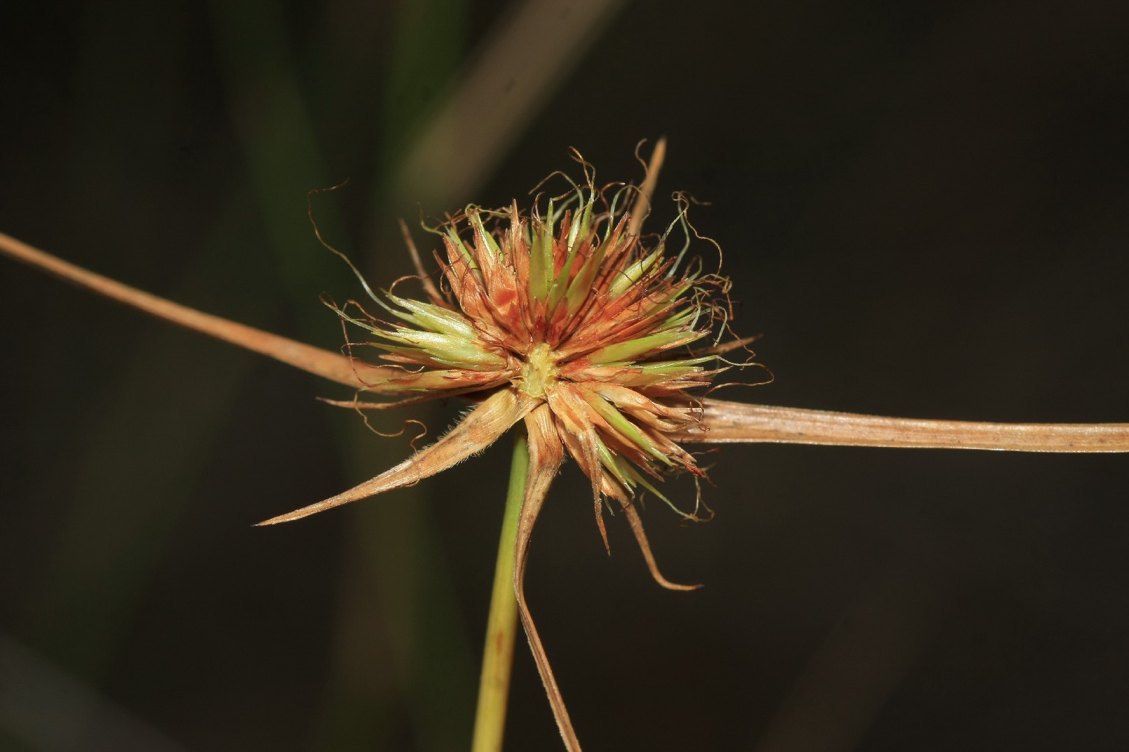 Rhynchospora rubra - PictureThis