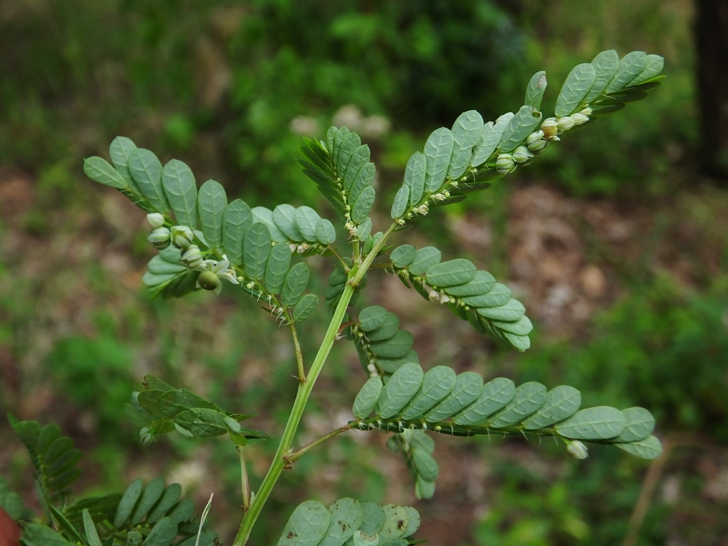 Phyllanthus amarus - PictureThis