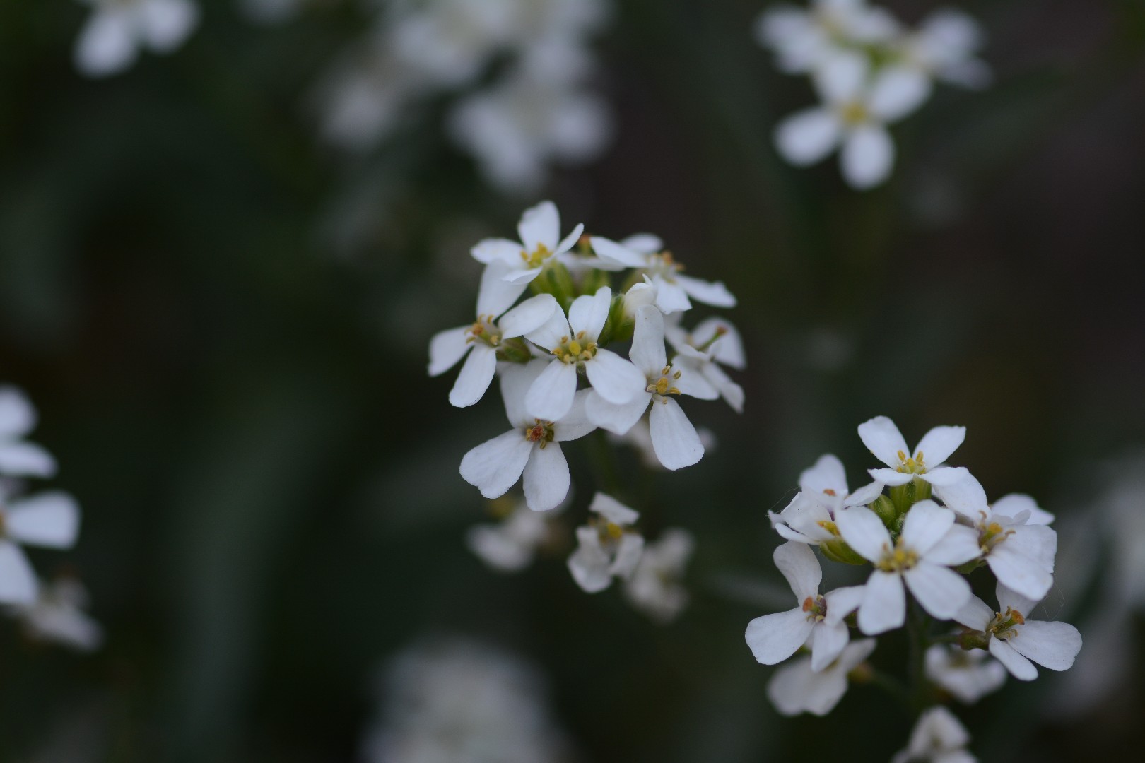 Braya humilis - PictureThis