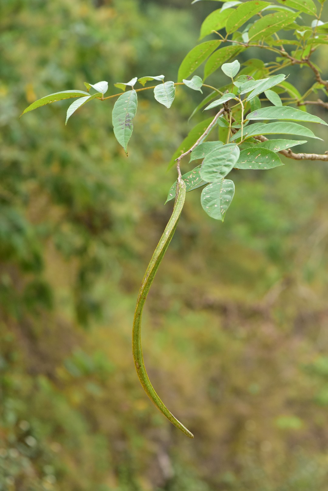 trumpet flower tree (Stereospermum) Flower, Leaf, Care, Uses - PictureThis