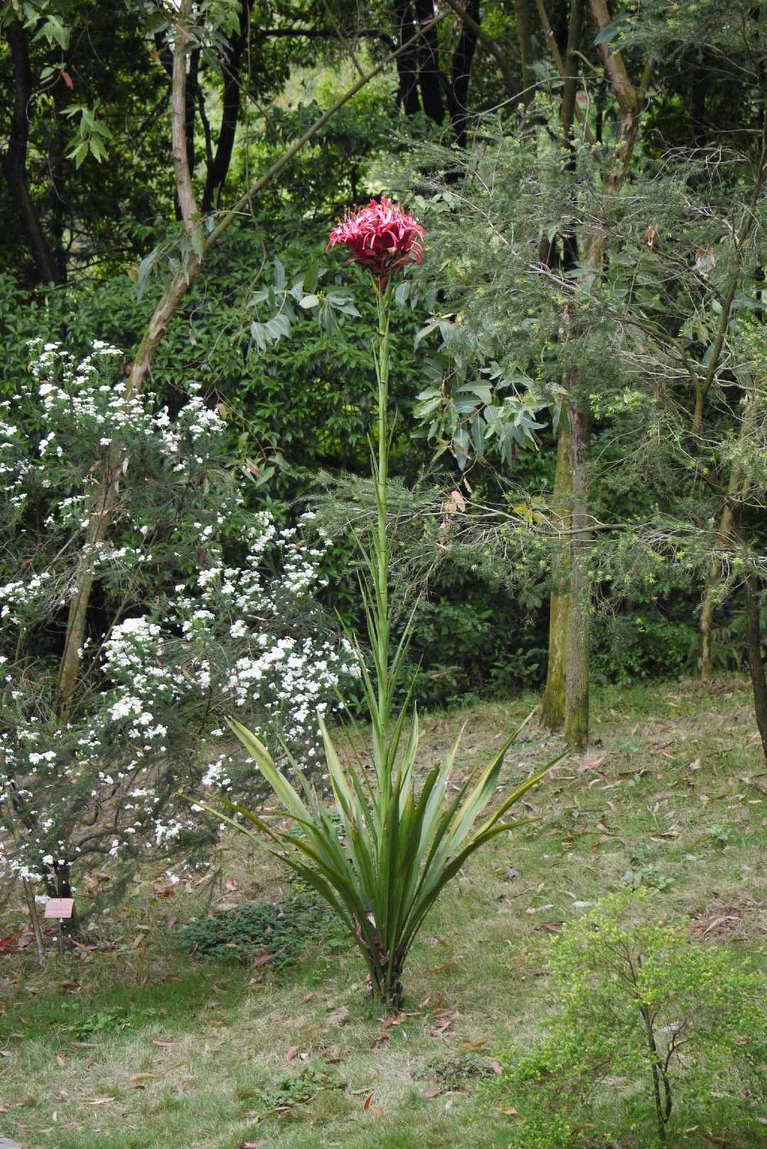 How to Plant and Grow Flame lily(Doryanthes excelsa)