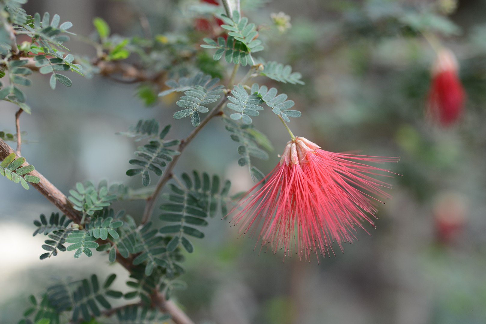 Tabardillo (Calliandra californica) - PictureThis
