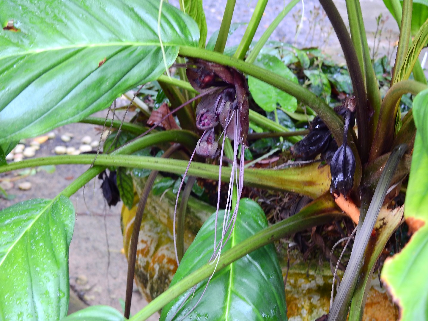 Planta de murciélago blanco (Tacca integrifolia) - PictureThis