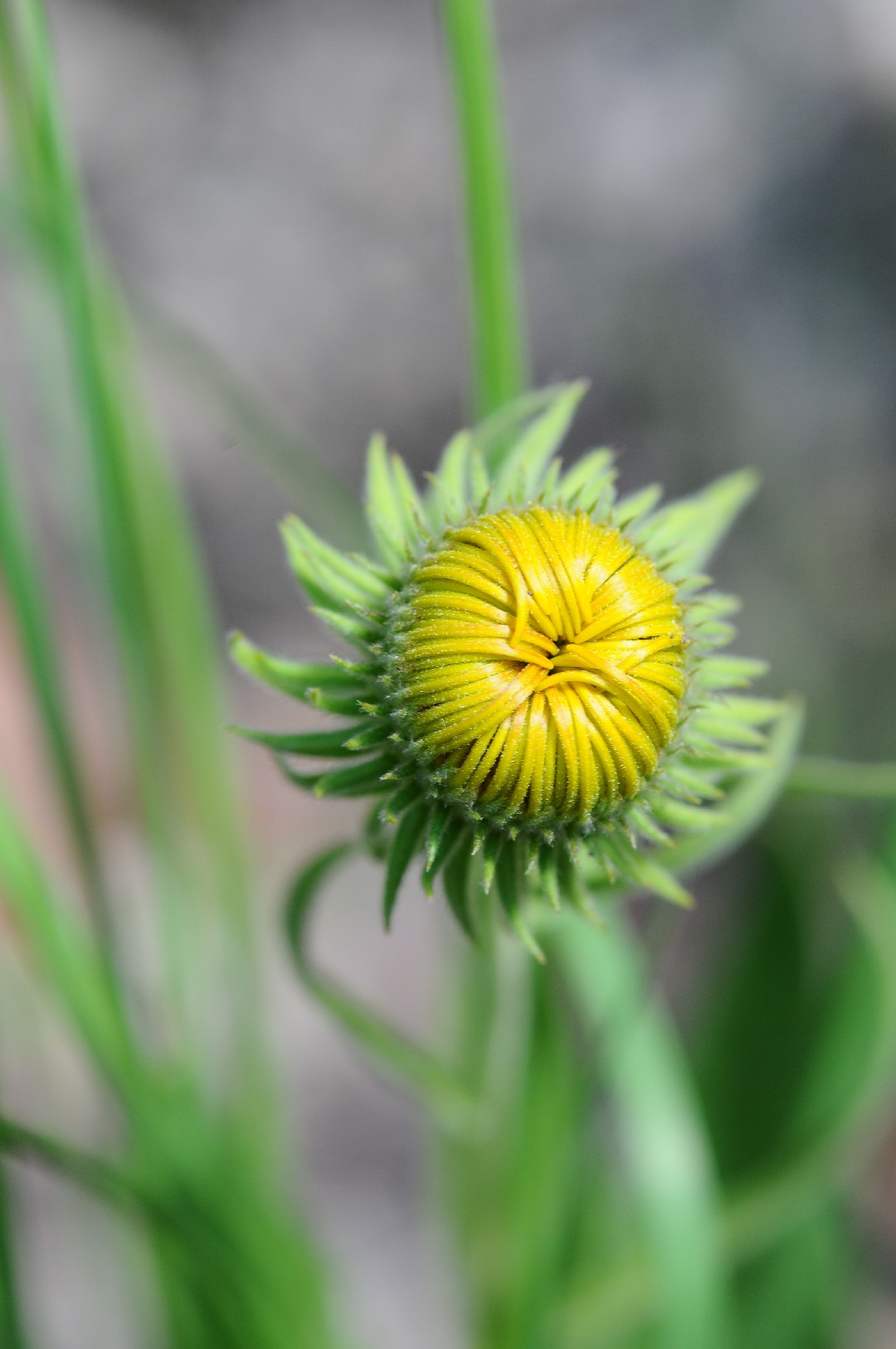 Pulicaria insignis - PictureThis