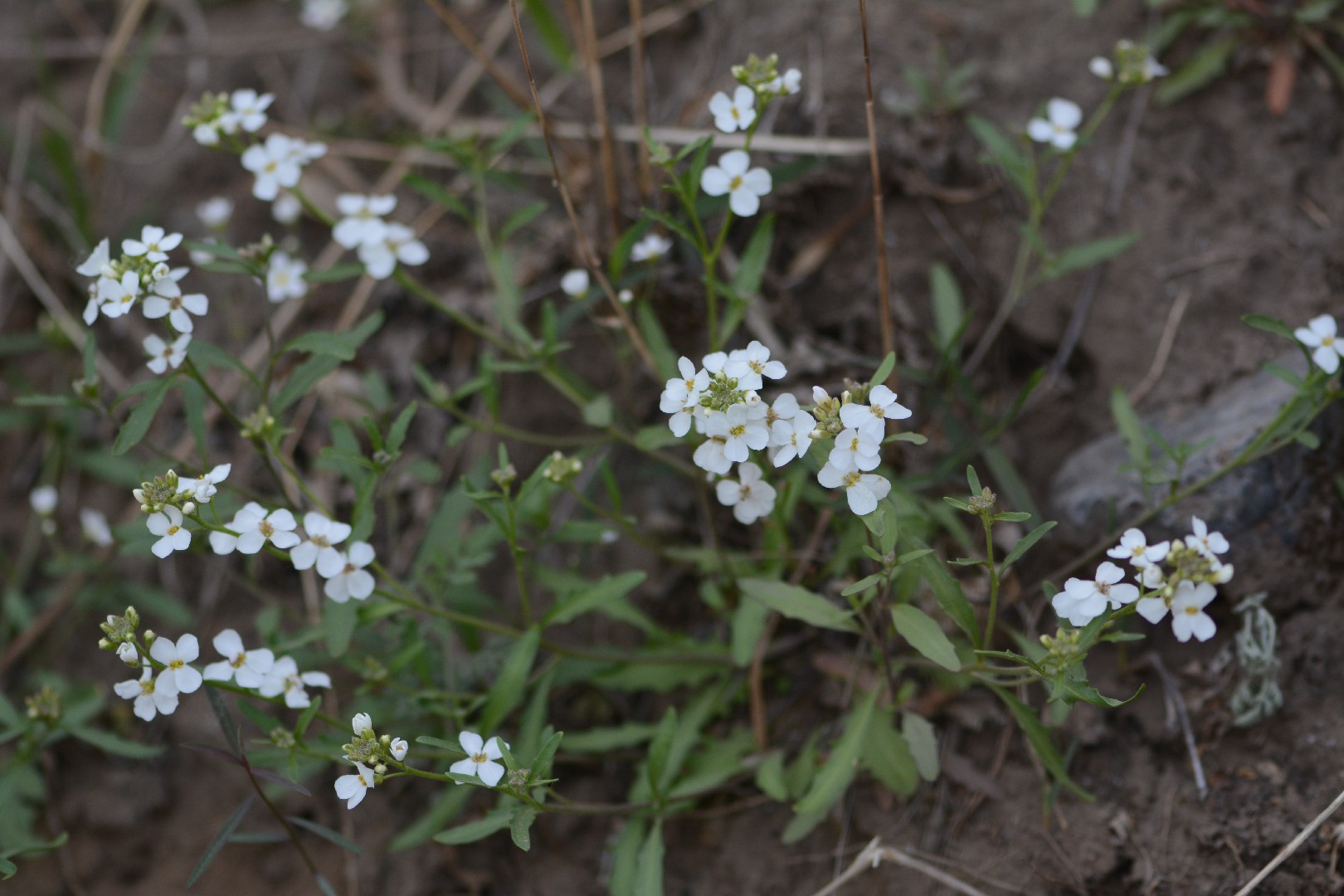 Braya humilis - PictureThis