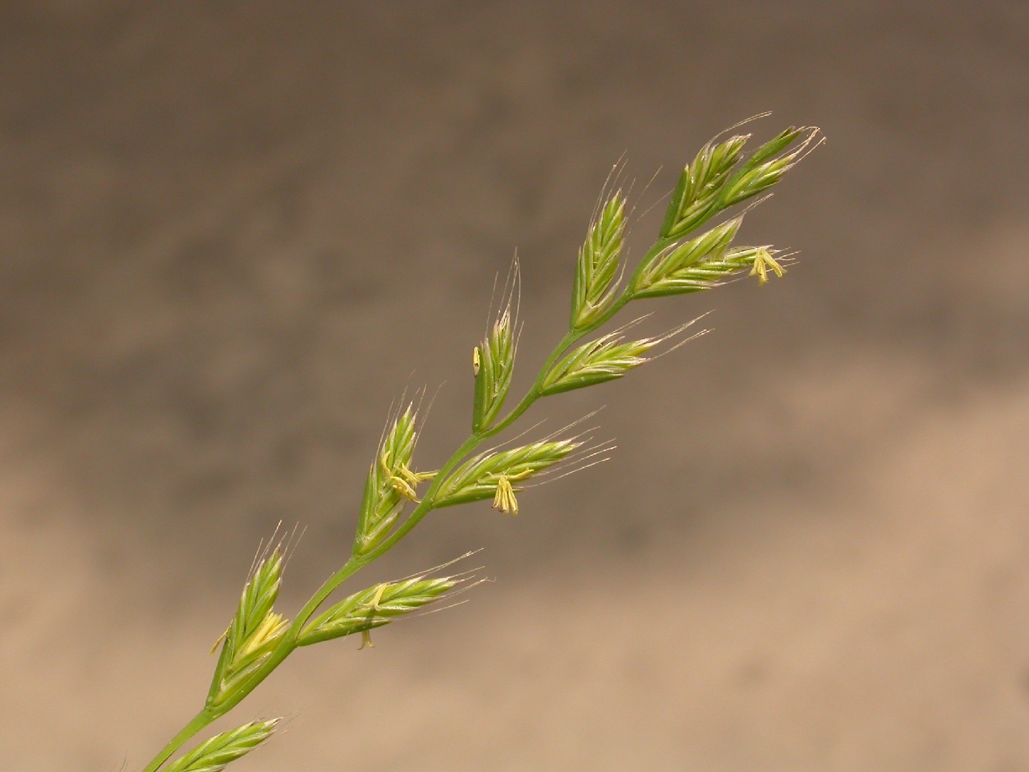 Cizaña común (Lolium temulentum) - PictureThis