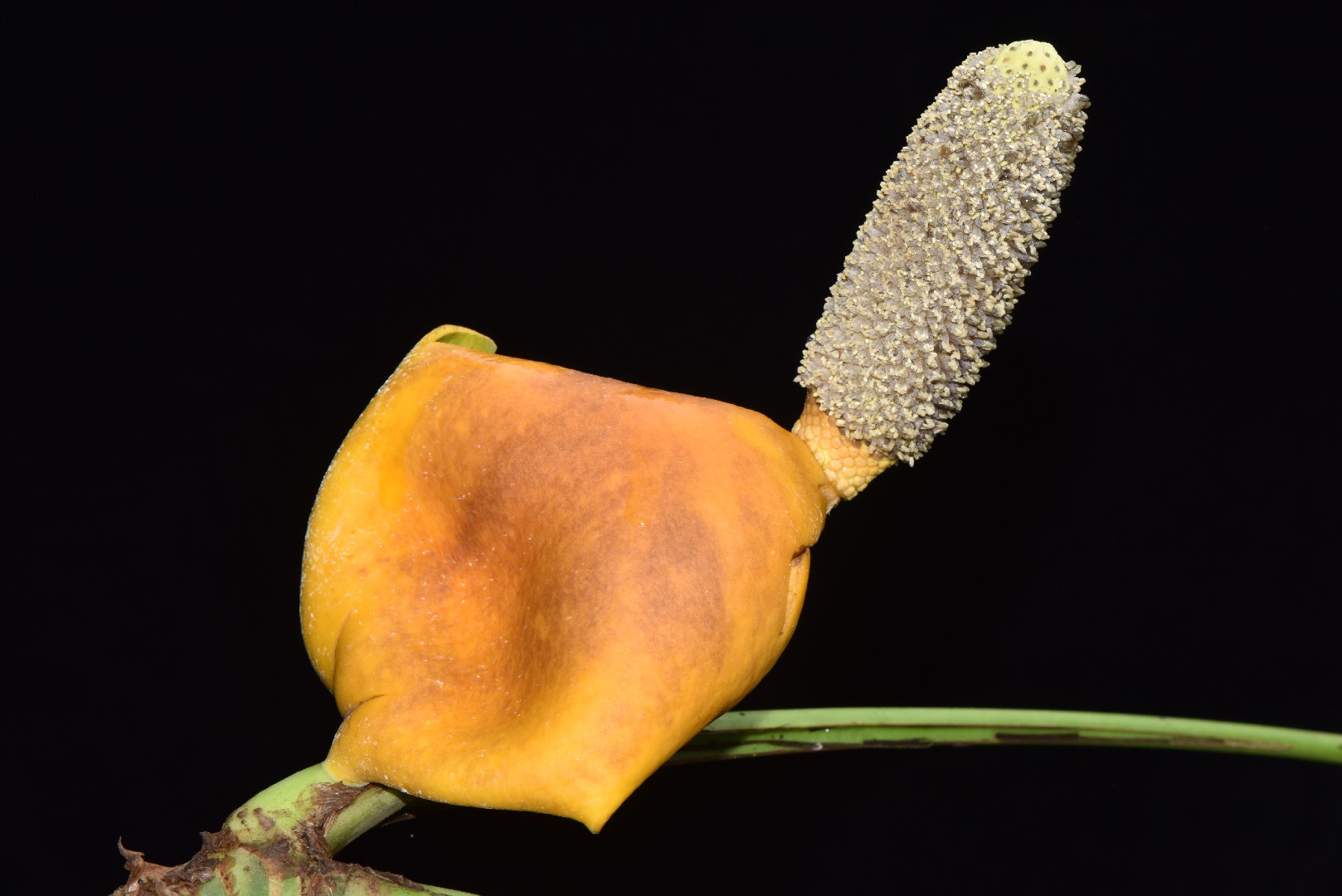 Rhaphidophora Care (Watering, Fertilize, Pruning, Propagation ...