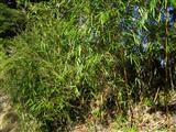 Niitakayama cane (Yushania niitakayamensis) Flower, Leaf, Care, Uses ...