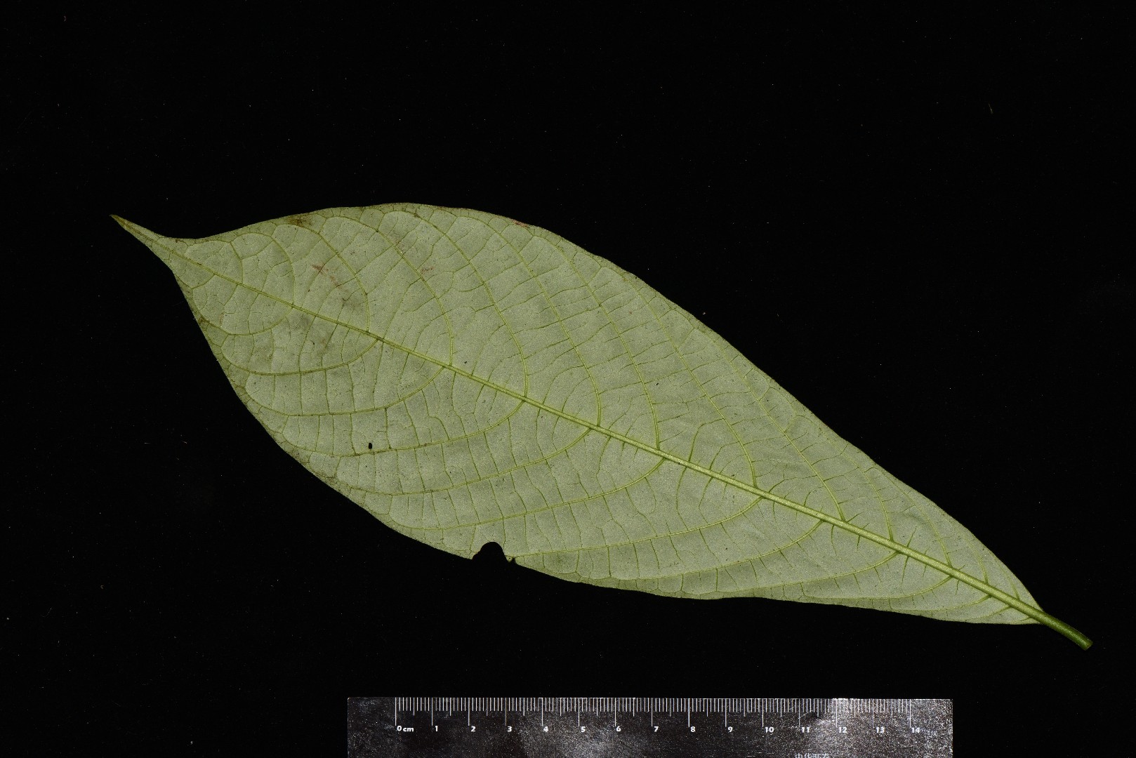 West indian jasmine (Duperrea pavettifolia) Flower, Leaf, Care, Uses ...