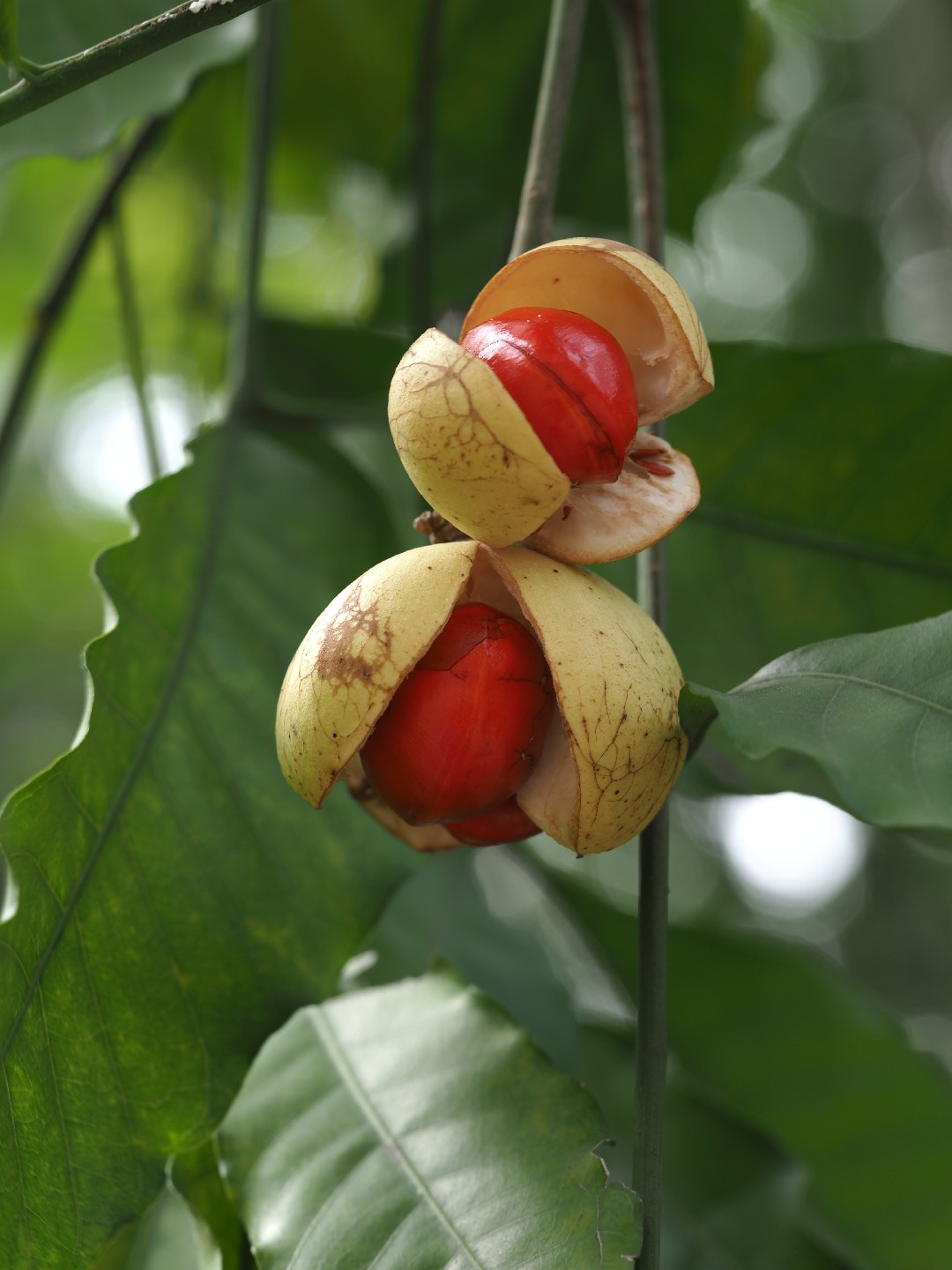 Árbol pithraj (Aphanamixis polystachya) - PictureThis