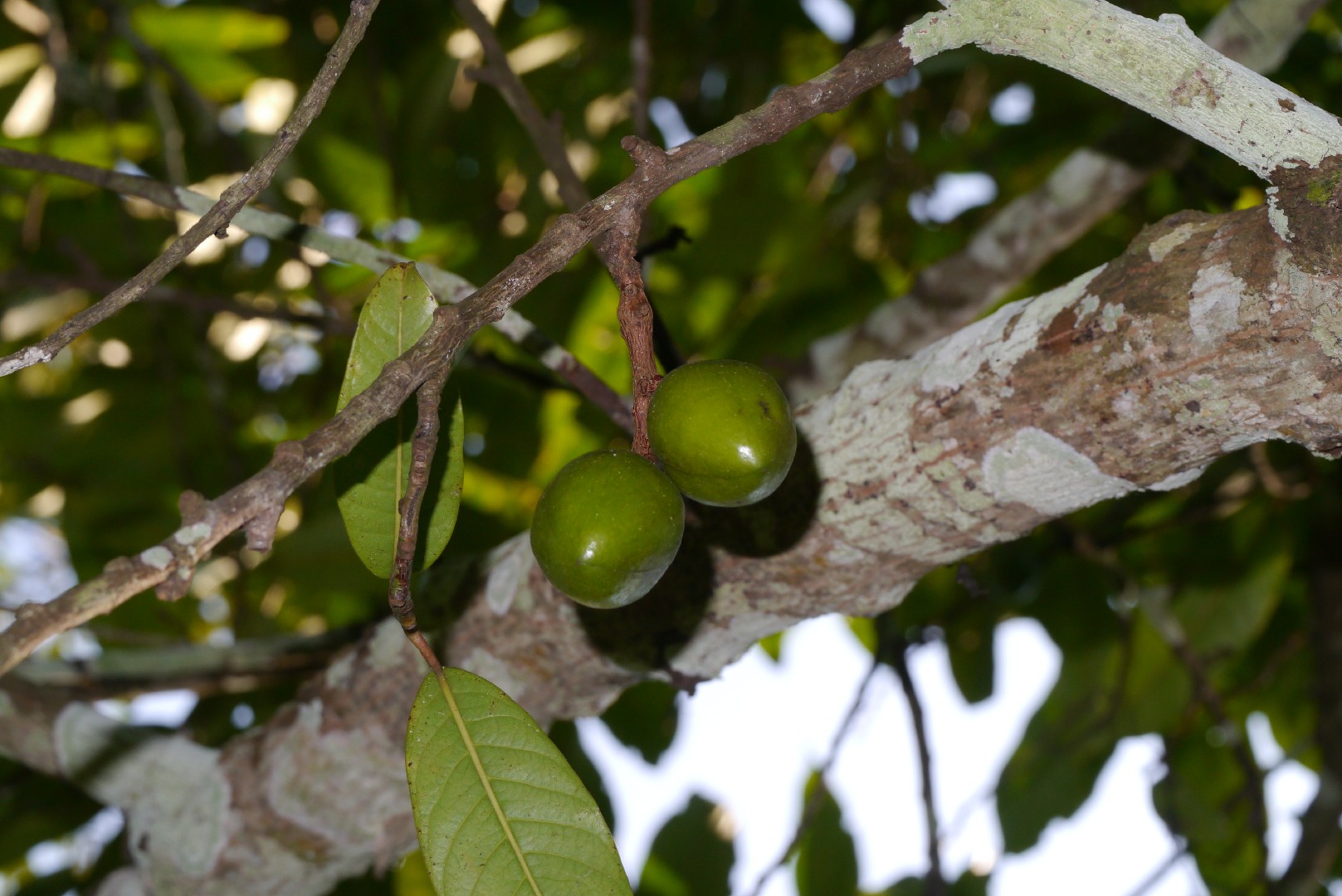 Endocomia macrocoma subsp. prainii Flower, Leaf, Care, Uses - PictureThis