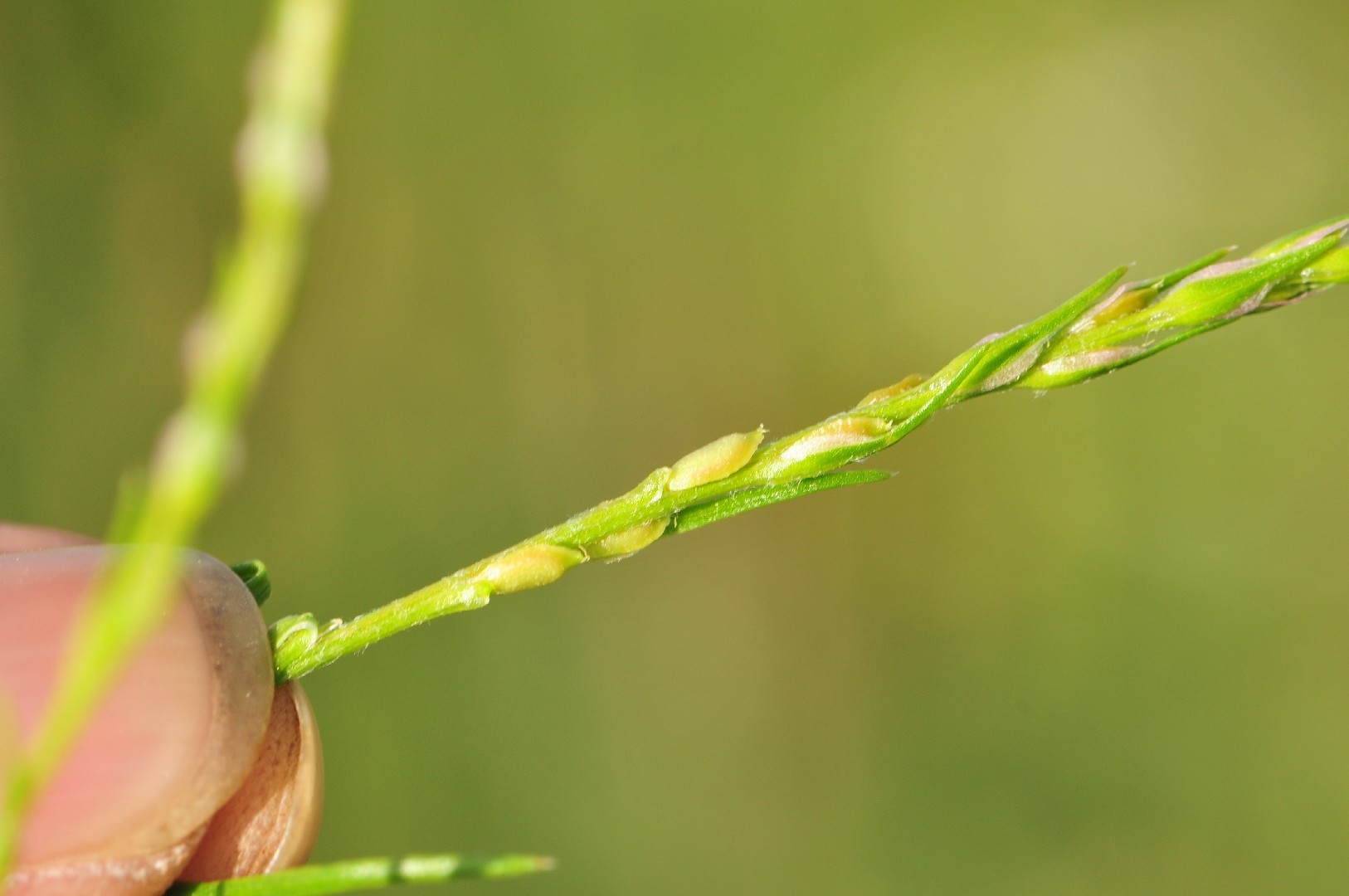Corispermum declinatum - PictureThis