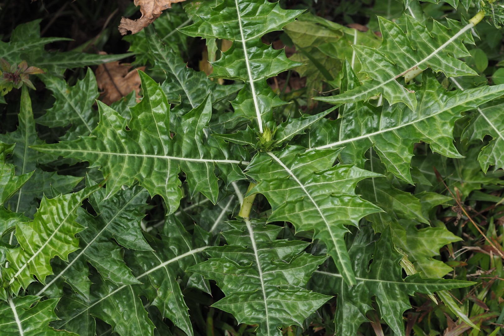 Акант горный (Acanthus montanus) - PictureThis