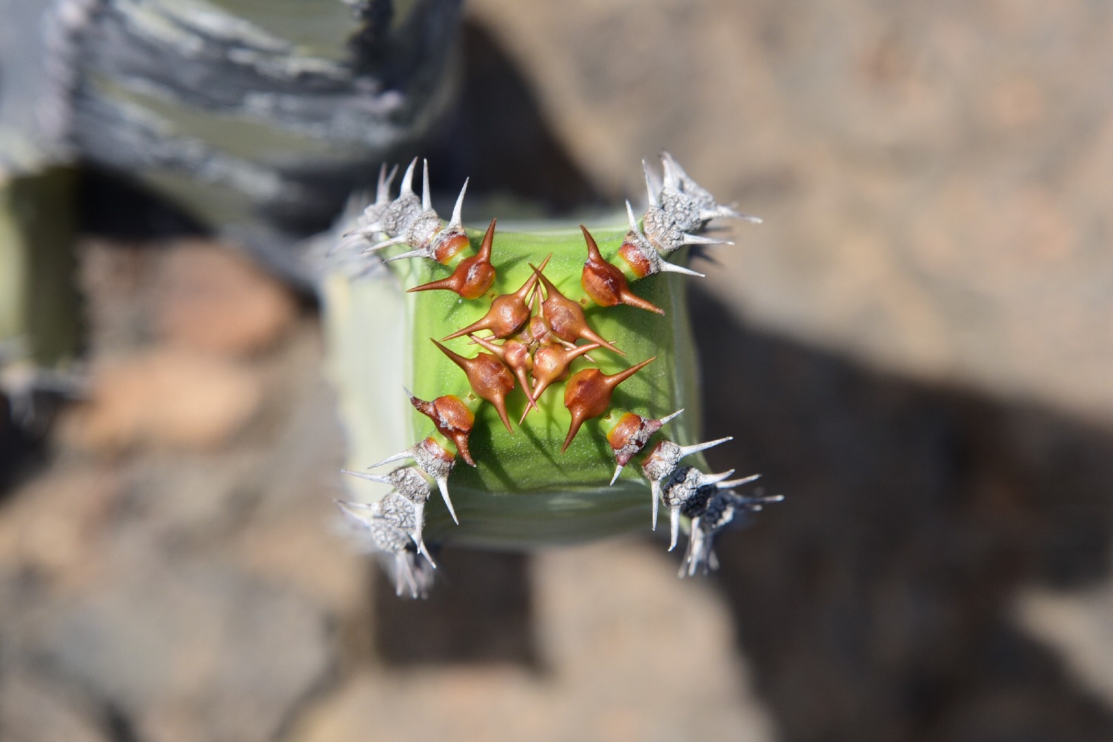 Cardón (Euphorbia canariensis) - PictureThis