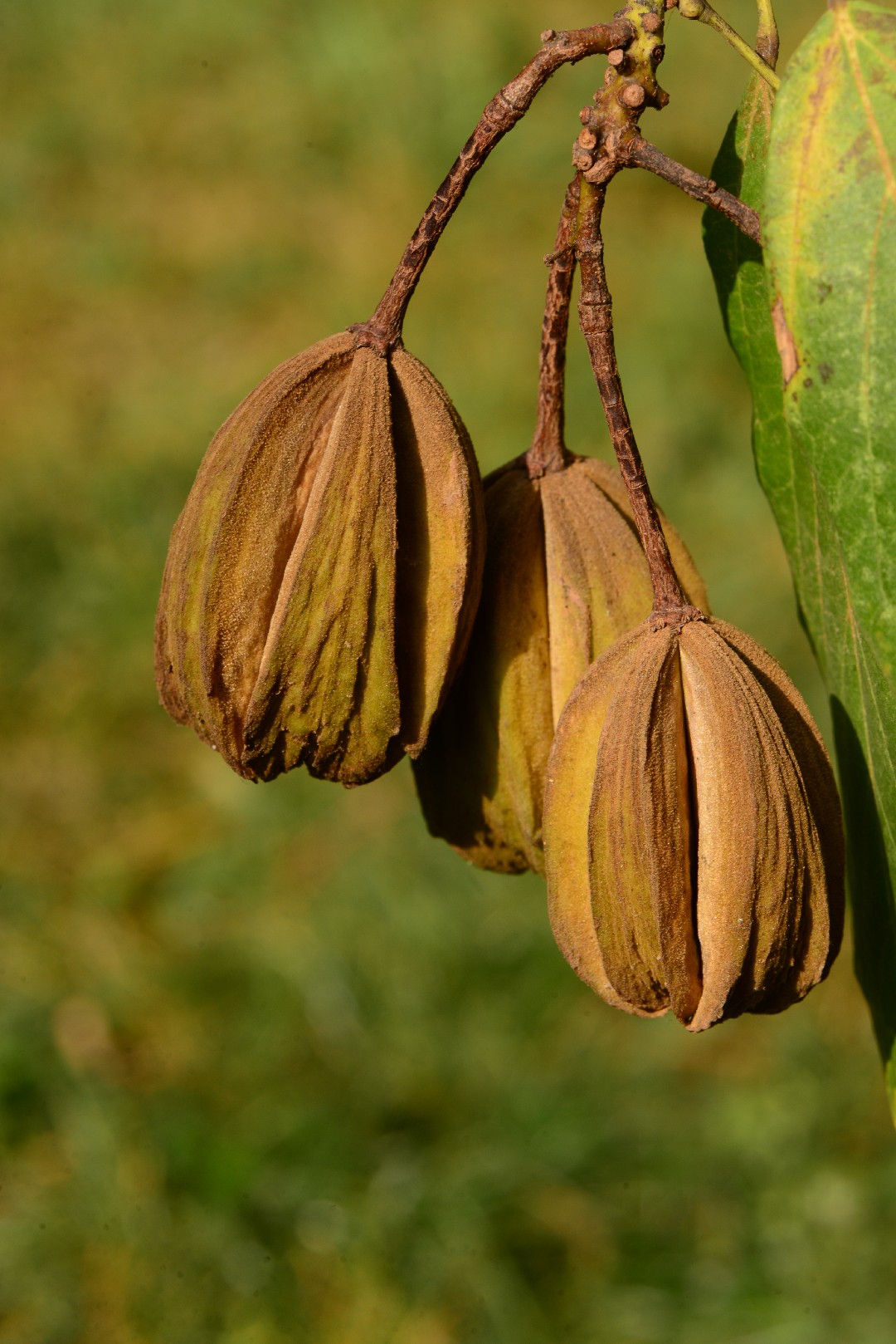 Reevesia (Reevesia) Flower, Leaf, Care, Uses - PictureThis