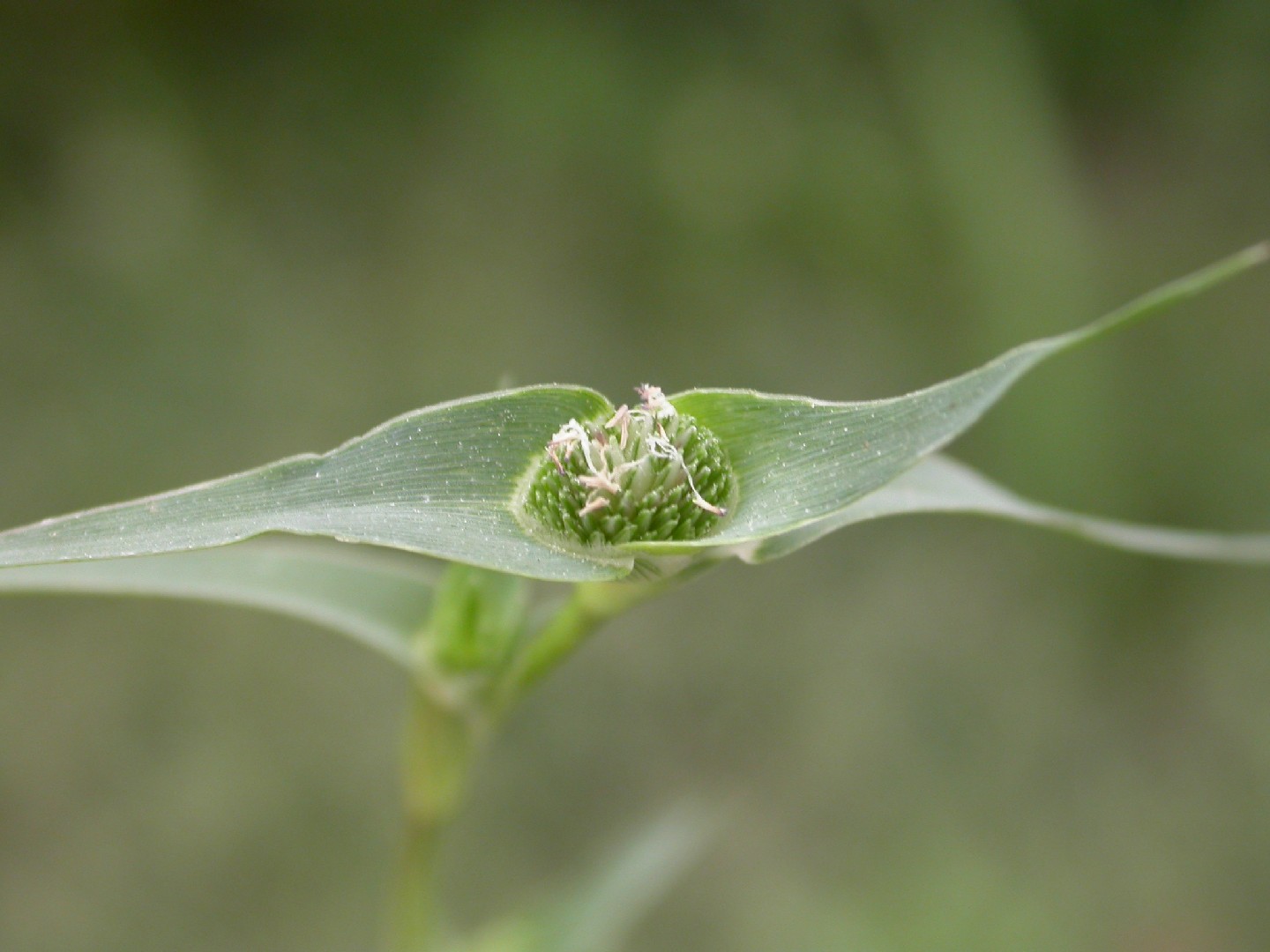 Garranchuelo (Sporobolus aculeatus) - PictureThis