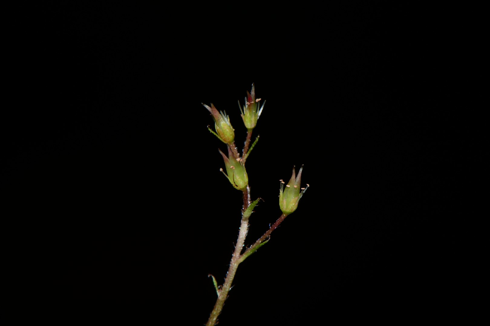 Tanakaea radicans - PictureThis