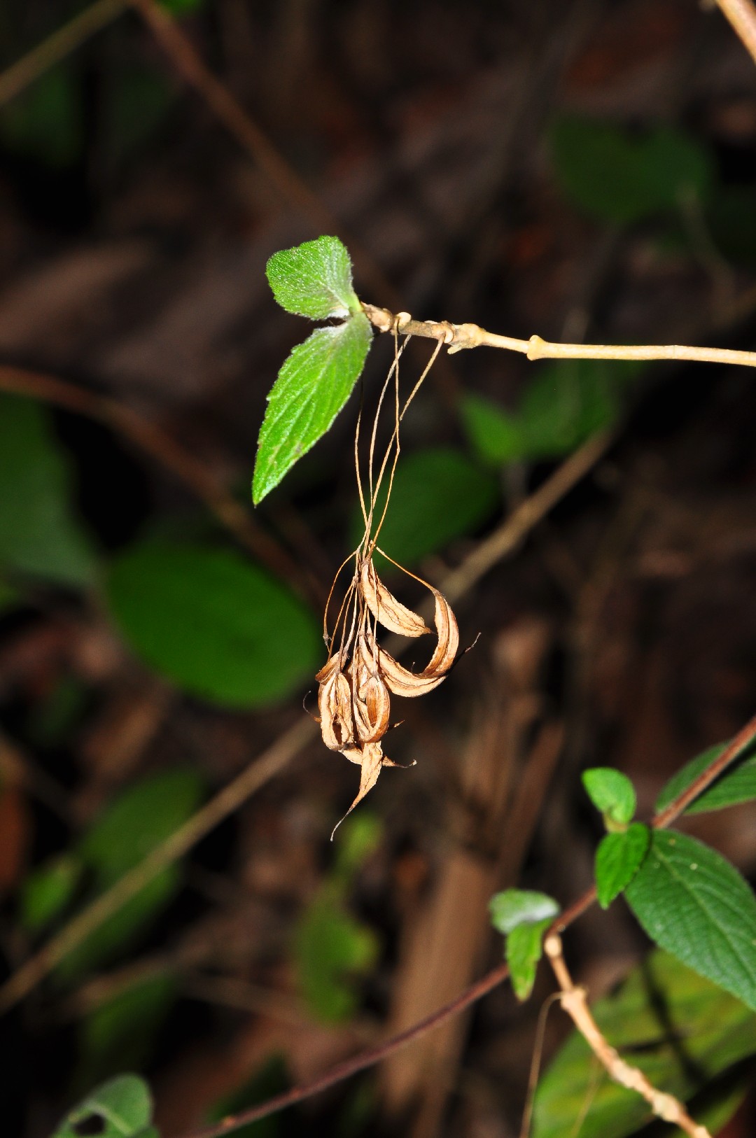 Many-flowered leptoboea (Leptoboea multiflora) Flower, Leaf, Care, Uses ...