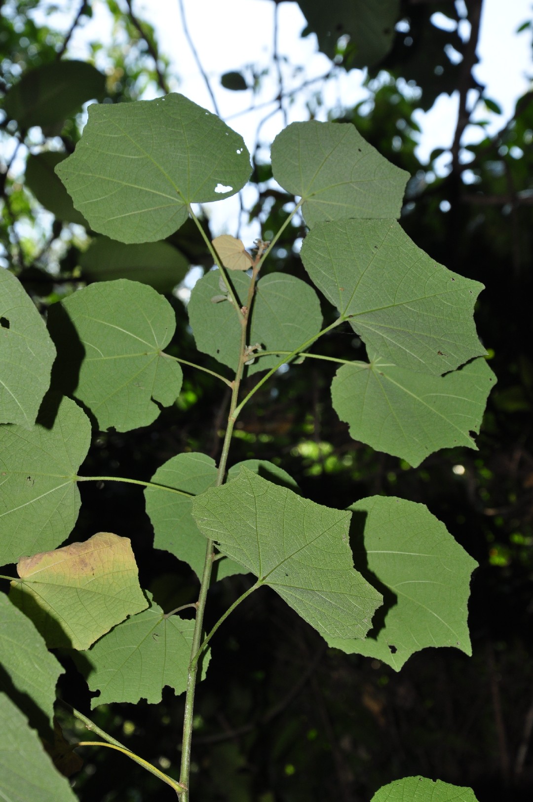 Colona floribunda - PictureThis