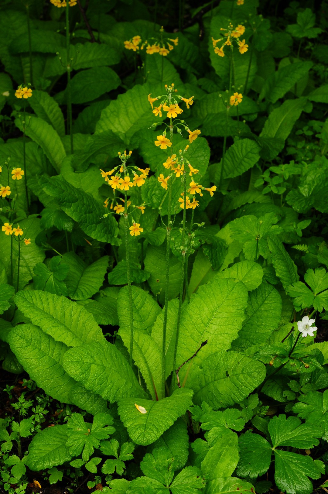 Primula smithiana - PictureThis