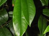 Flacourtia Flower, Leaf, Care, Uses - PictureThis