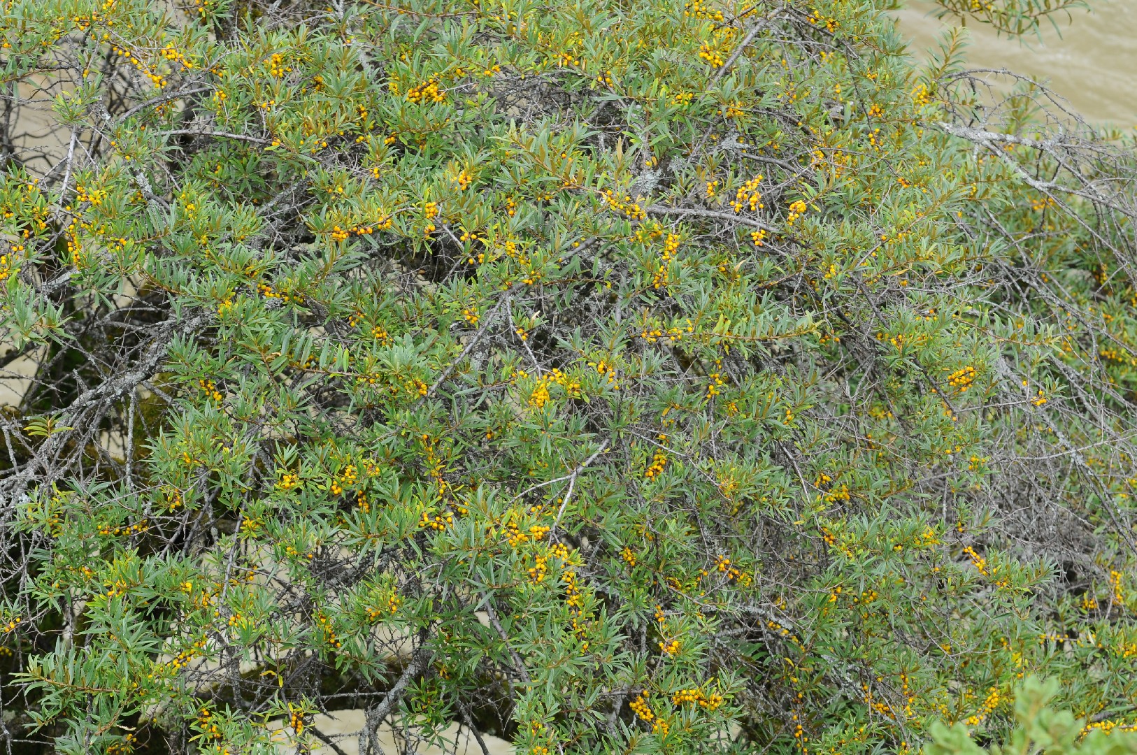 Hippophae rhamnoides subsp. yunnanensis - PictureThis