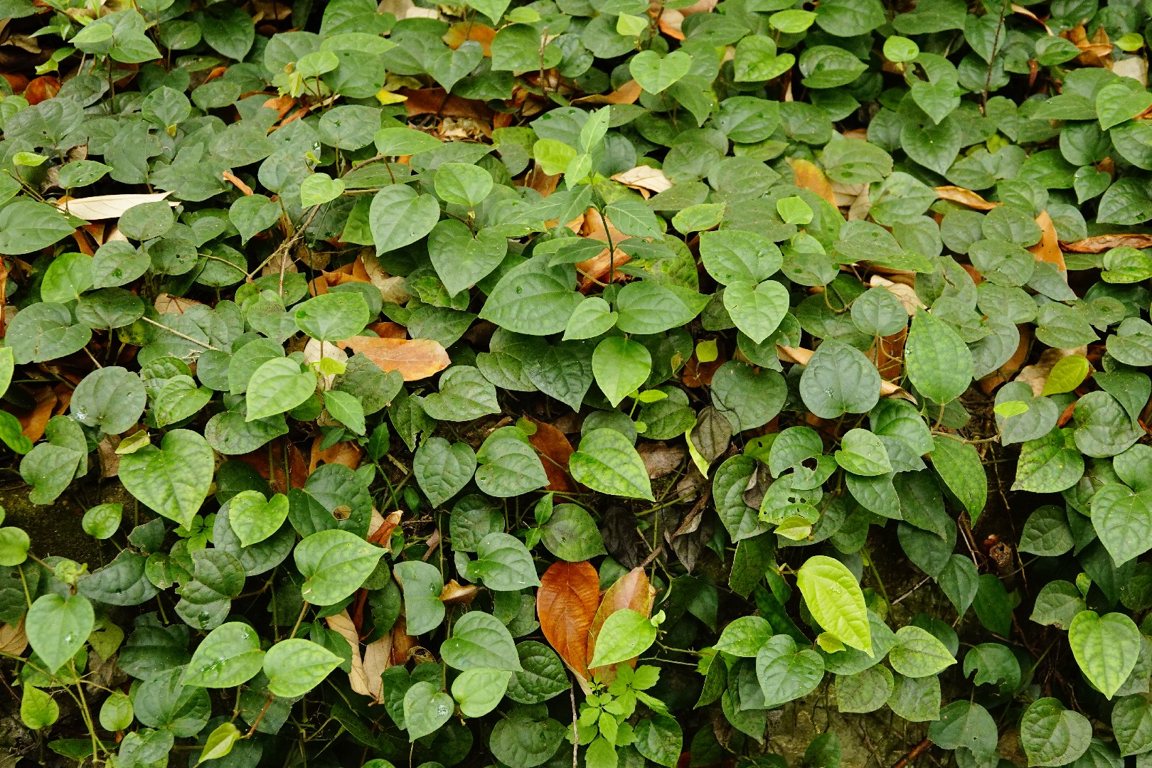Pepper plants (Piper) Flower, Leaf, Care, Uses - PictureThis