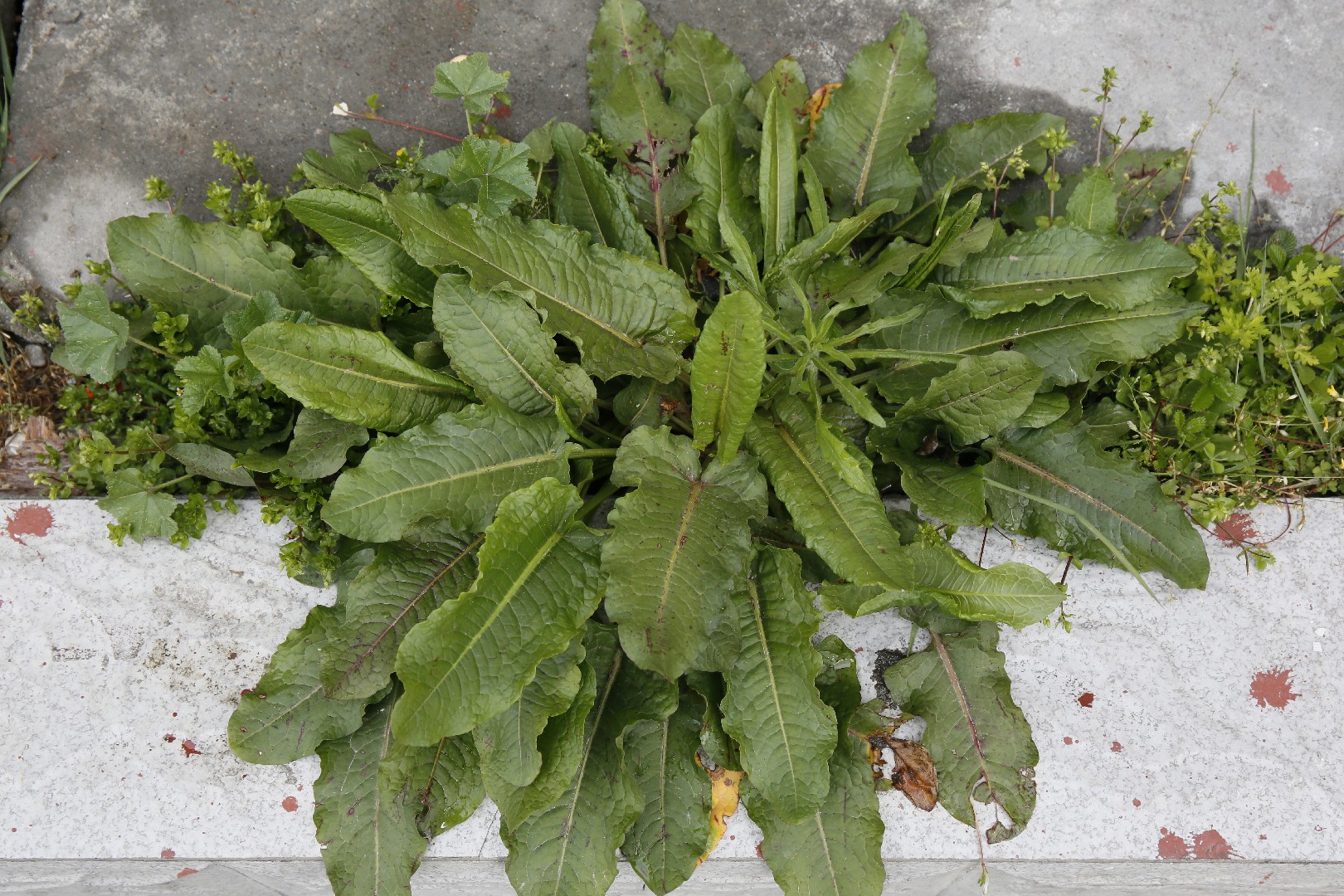 Japanese dock (Rumex japonicus) Flower, Leaf, Care, Uses - PictureThis