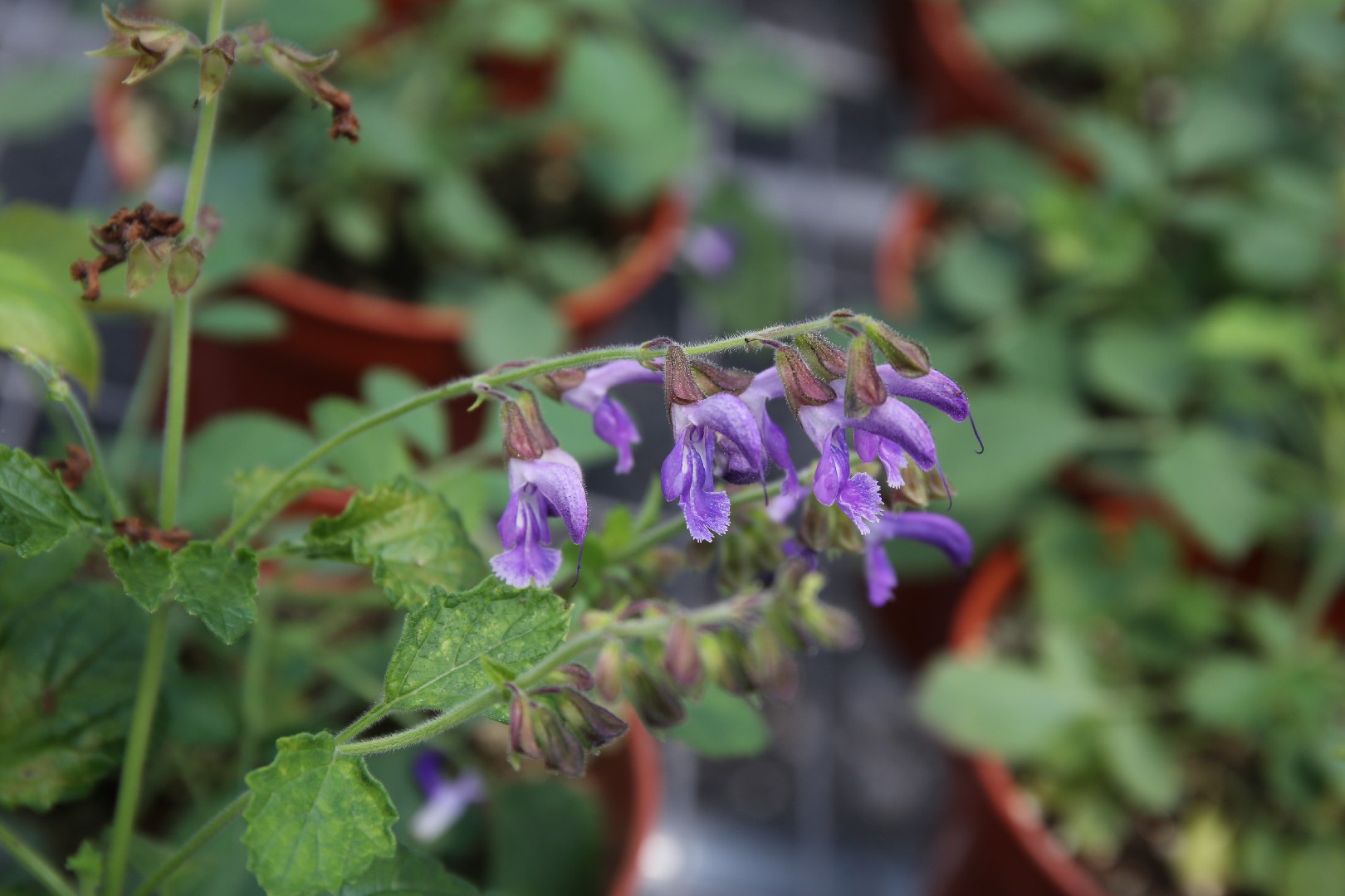 Salvia miltiorrhiza - PictureThis