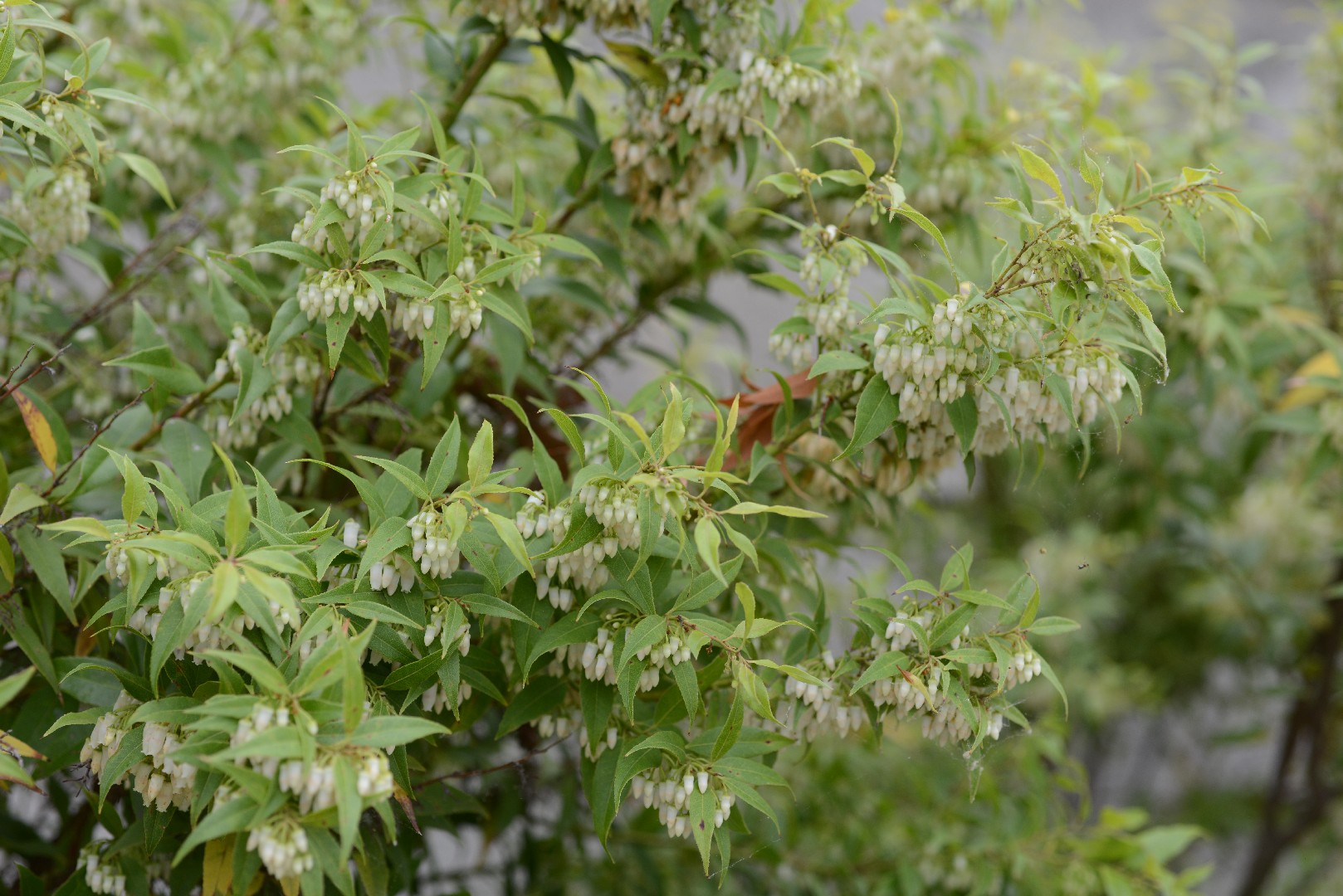 How to Plant and Grow Florida hobblebush(Agarista populifolia)