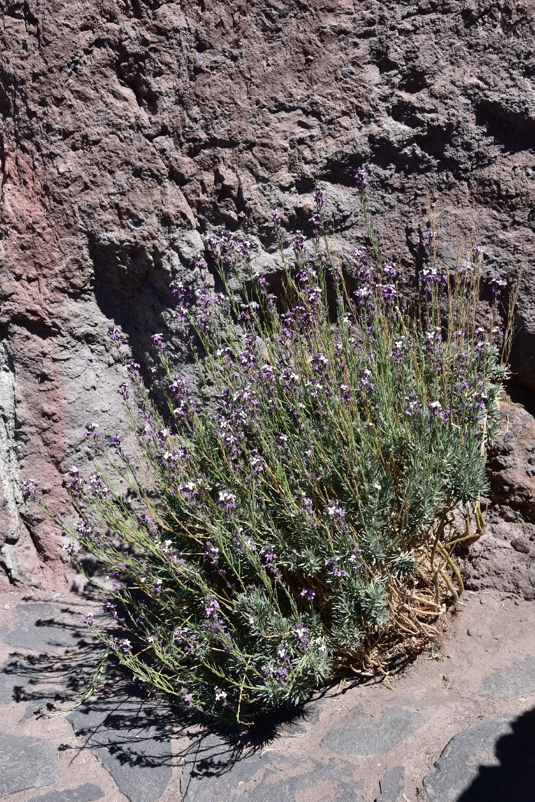 Erysimum scoparium - PictureThis