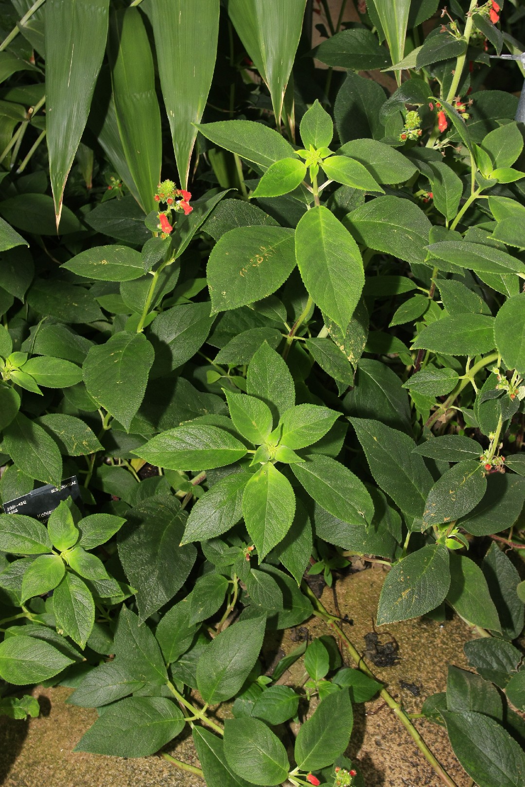 Spiked kohleria (Kohleria spicata) Flower, Leaf, Care, Uses - PictureThis