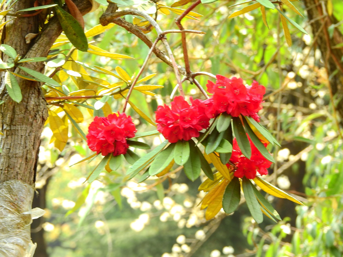 Rhododendron delavayi Flower, Leaf, Care, Uses - PictureThis
