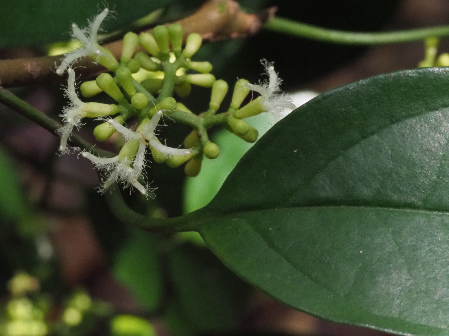 Gomphandra tetrandra - PictureThis
