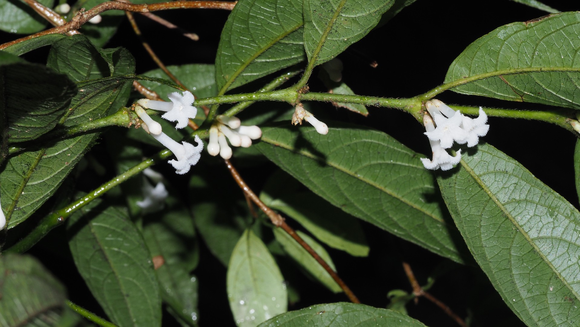 ルリミノキ (Lasianthus japonicus) 花言葉，毒性，よくある質問 - PictureThis